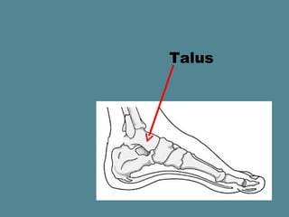 Foot anatomy ppt | PPT