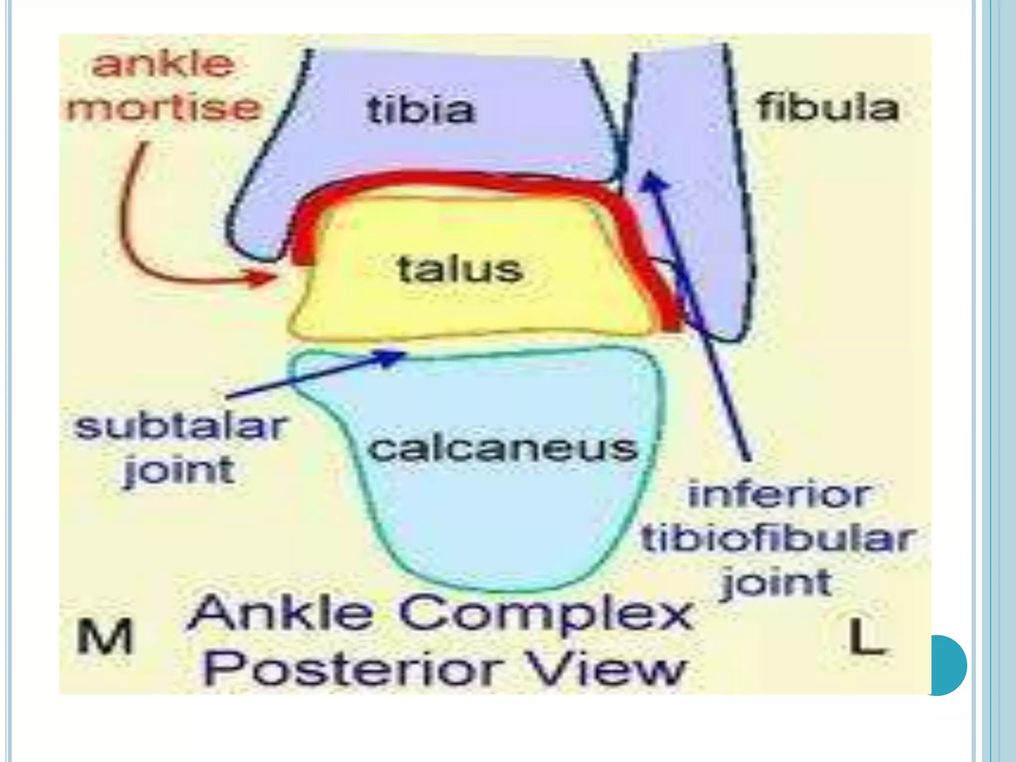 Bio mechanics of Foot and ankle | PPTX