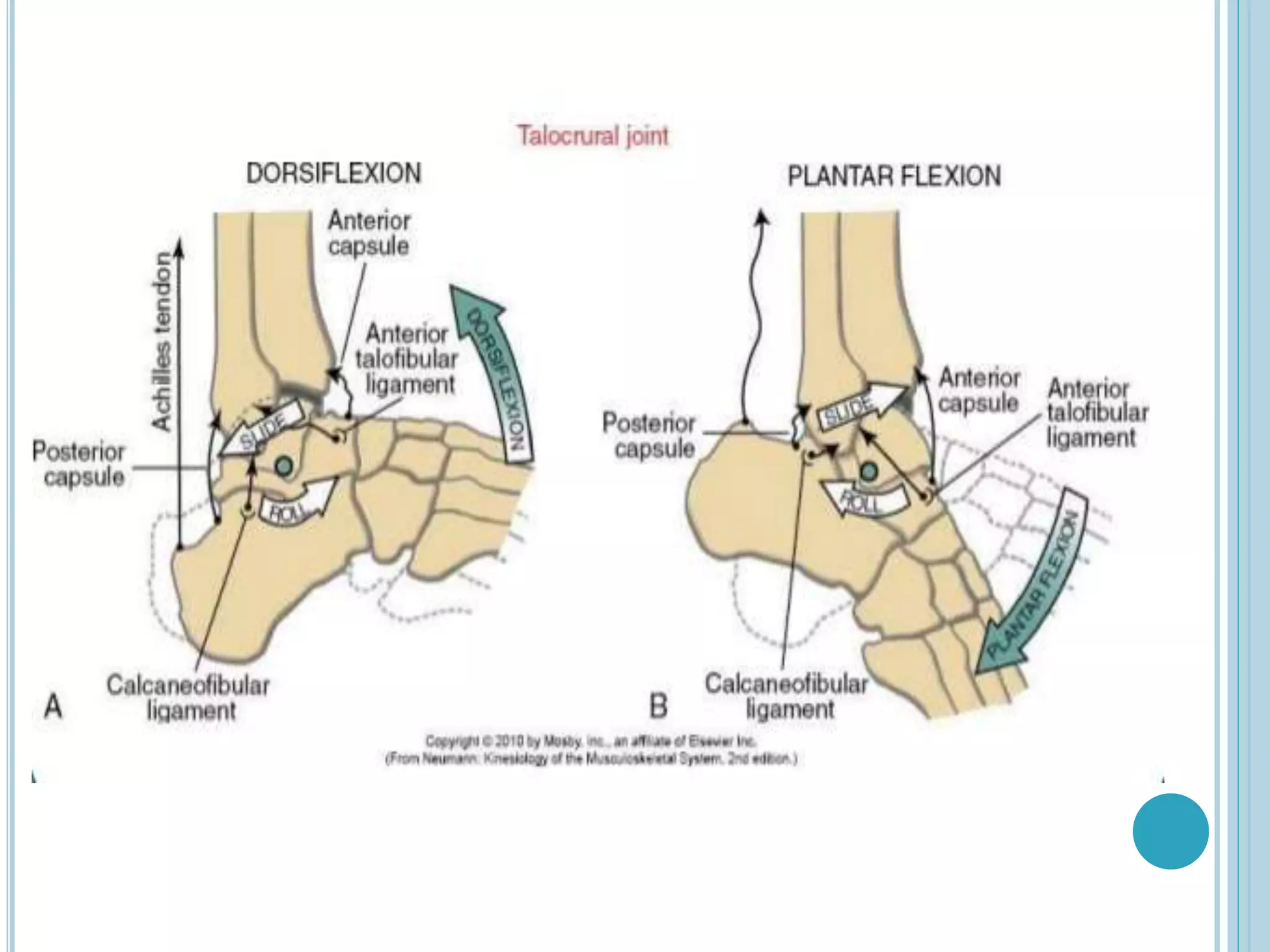 Bio mechanics of Foot and ankle | PPTX