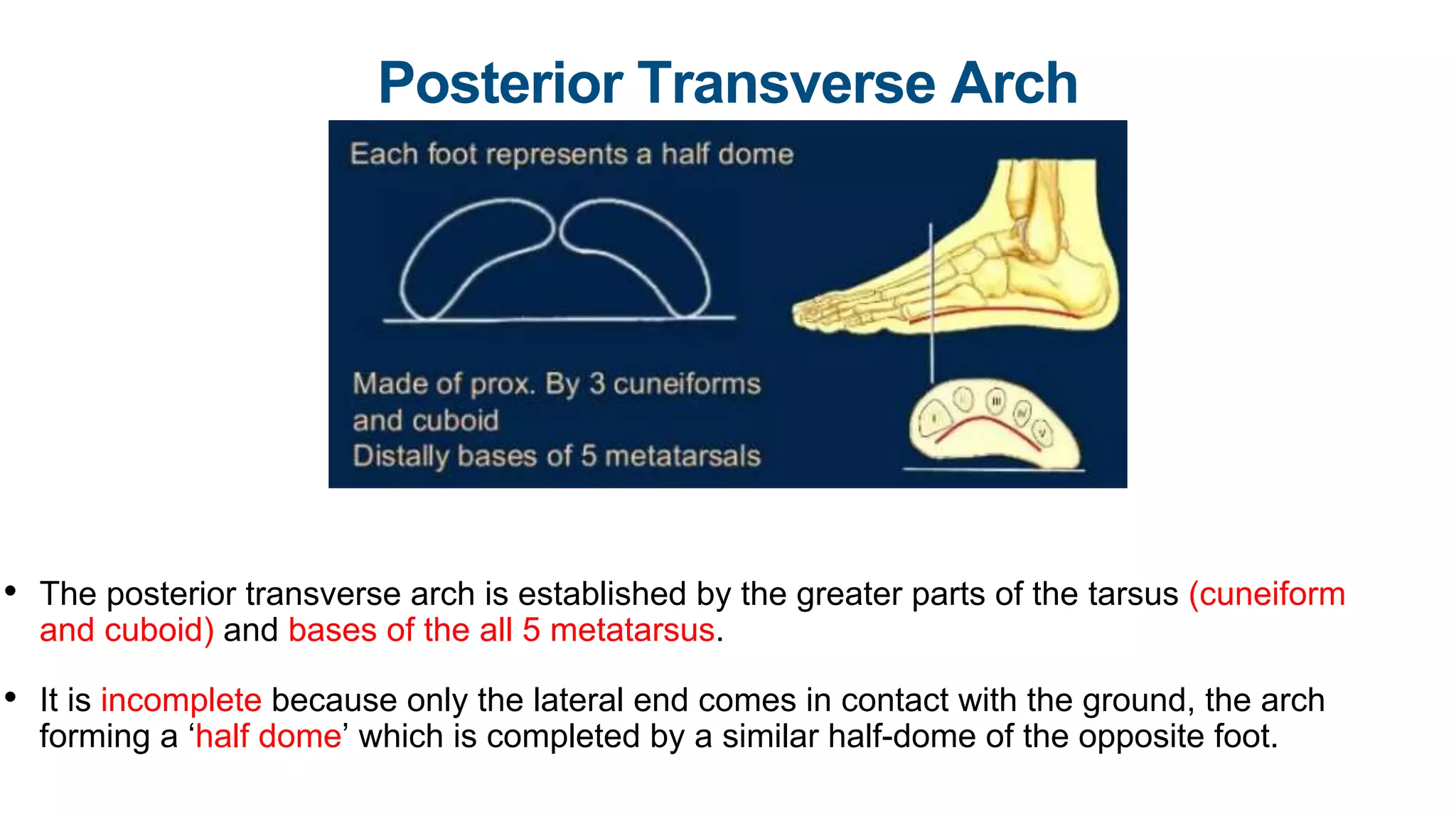 Arches of the foot and plantar fascitiis | PPTX