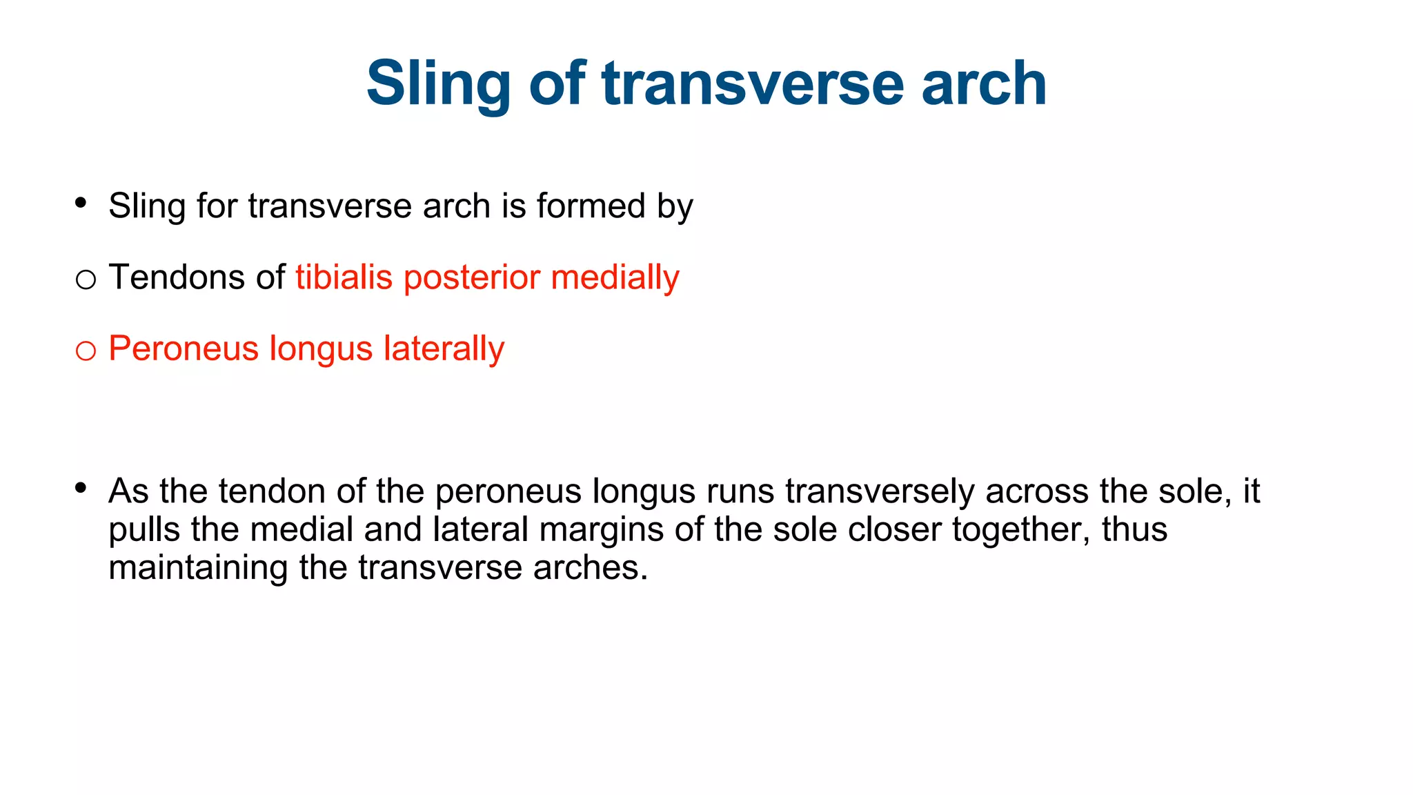Arches of the foot and plantar fascitiis | PPTX