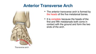 Arches of the foot and plantar fascitiis | PPTX