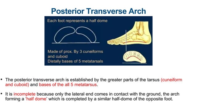 Arches of the foot and plantar fascitiis | PPTX