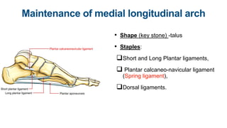 Arches of the foot and plantar fascitiis | PPTX