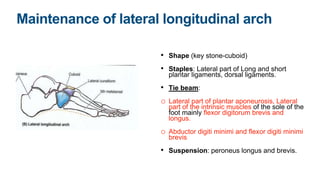 Arches of the foot and plantar fascitiis | PPTX