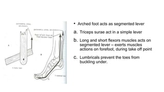 Arches of the foot and plantar fascitiis | PPTX