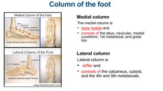 Arches of the foot and plantar fascitiis | PPTX