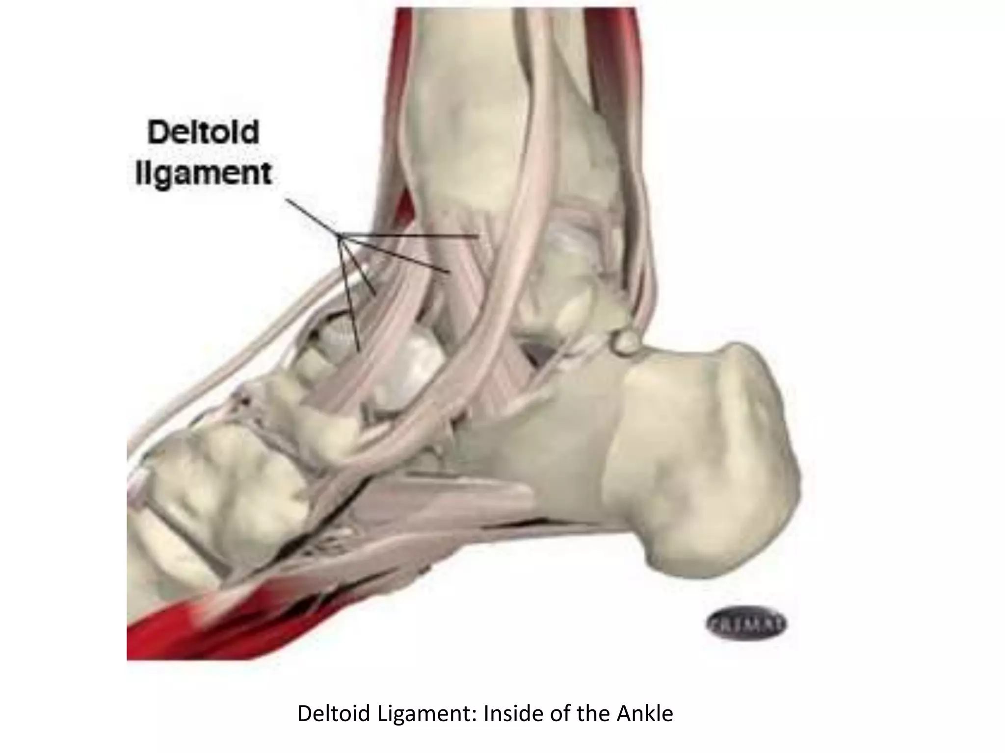 Foot and Ankle Anatomy | PPTX