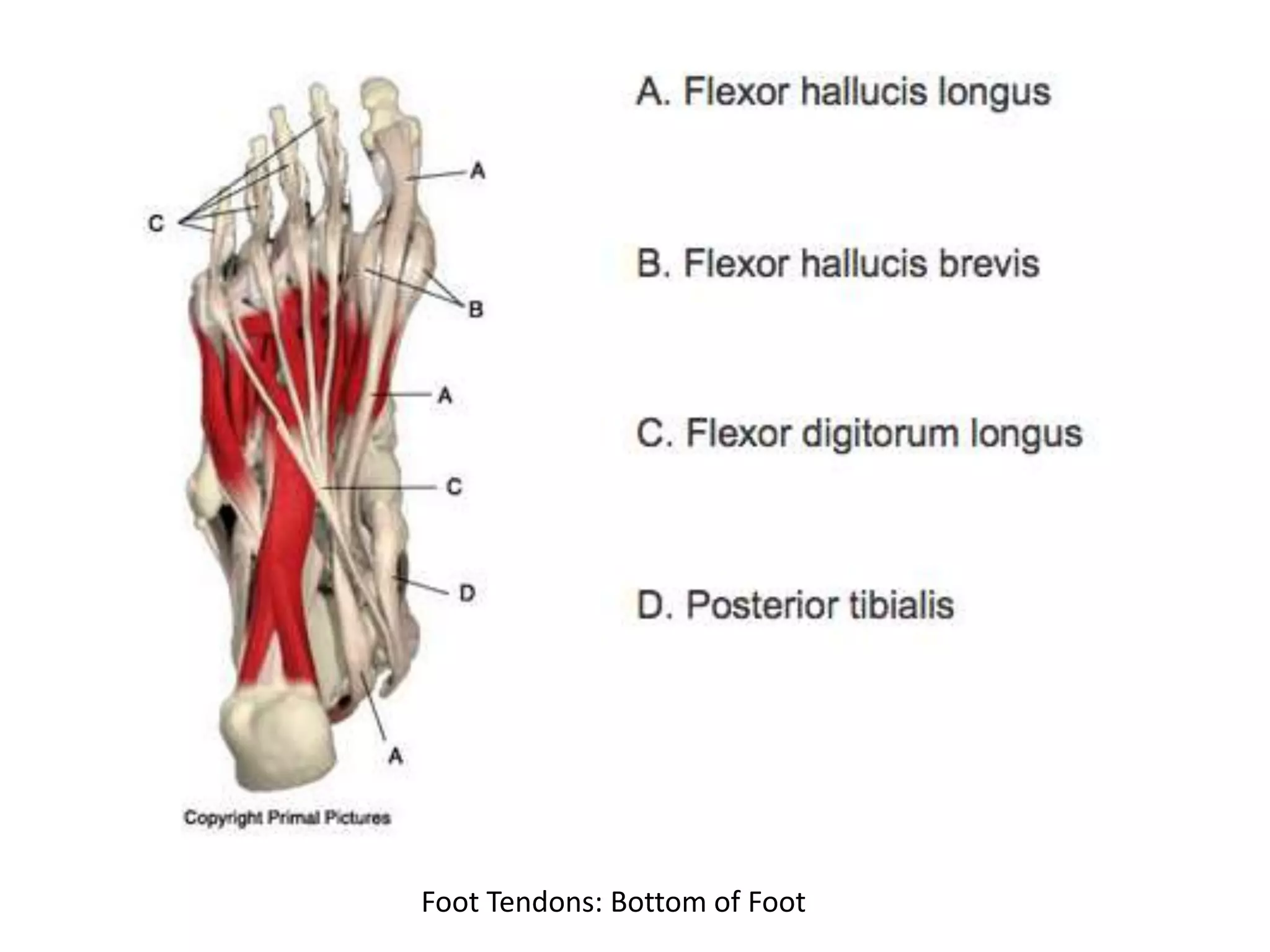 Foot and Ankle Anatomy | PPTX