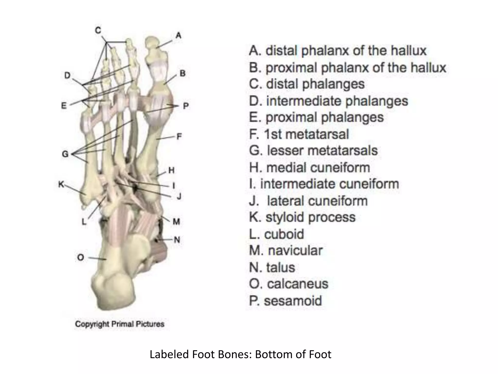 Foot and Ankle Anatomy | PPTX