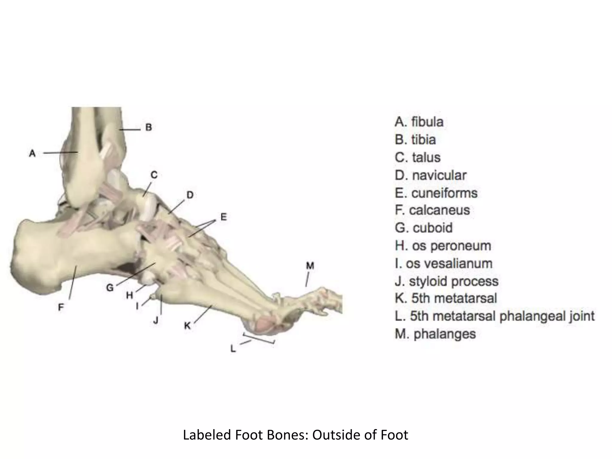 Foot and Ankle Anatomy | PPTX