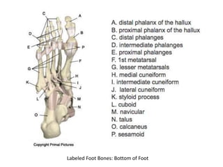 Foot and Ankle Anatomy | PPTX