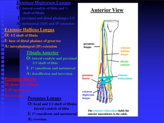 Foot and ankle anatomy in normal healthy individual | PPTX