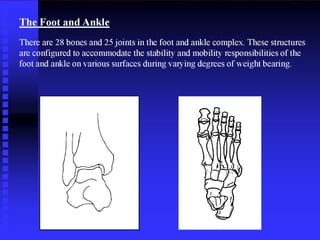 Foot and ankle anatomy in normal healthy individual | PPTX