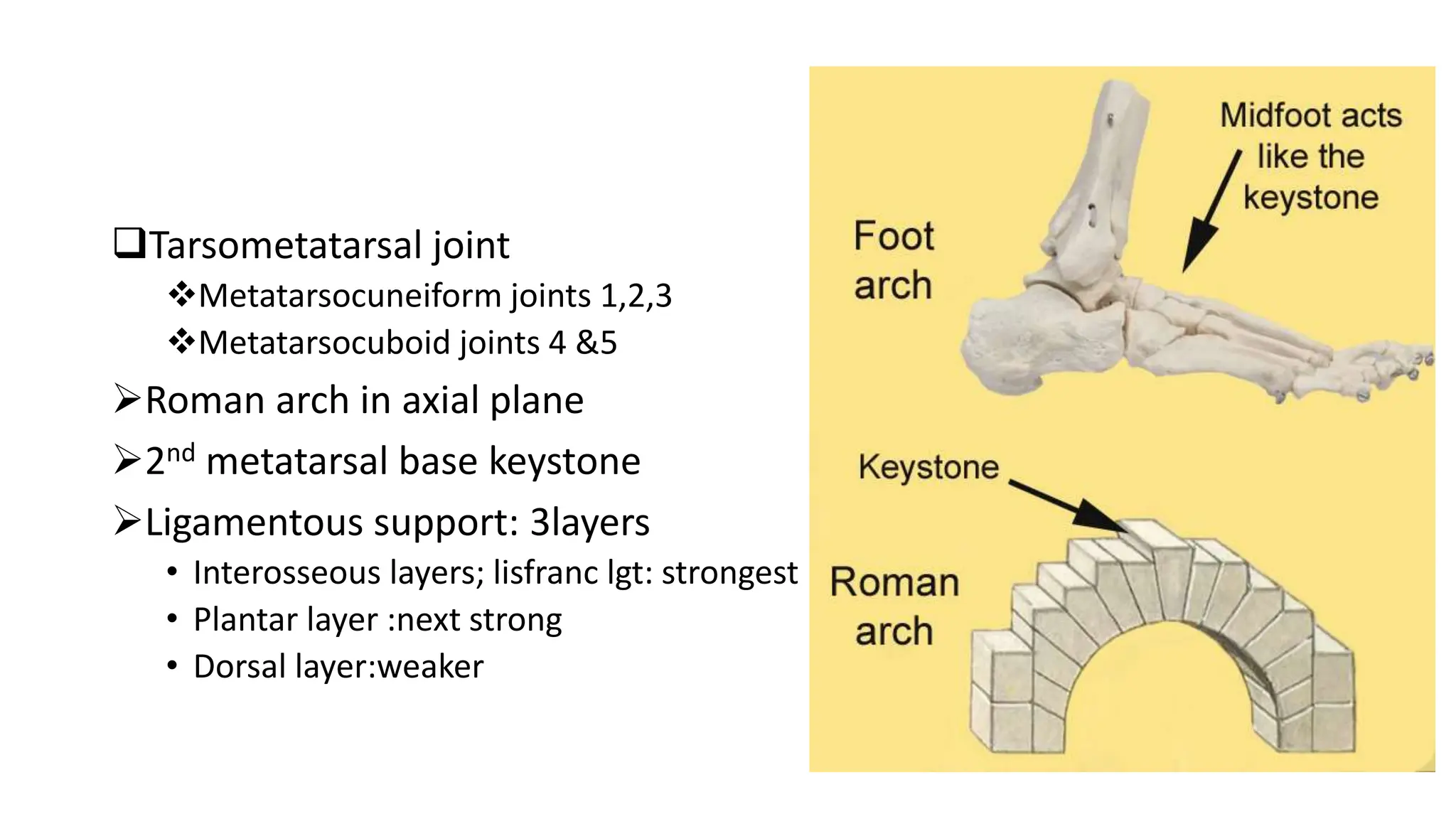 Foot and ankle anatomy & biomechanics.pptx