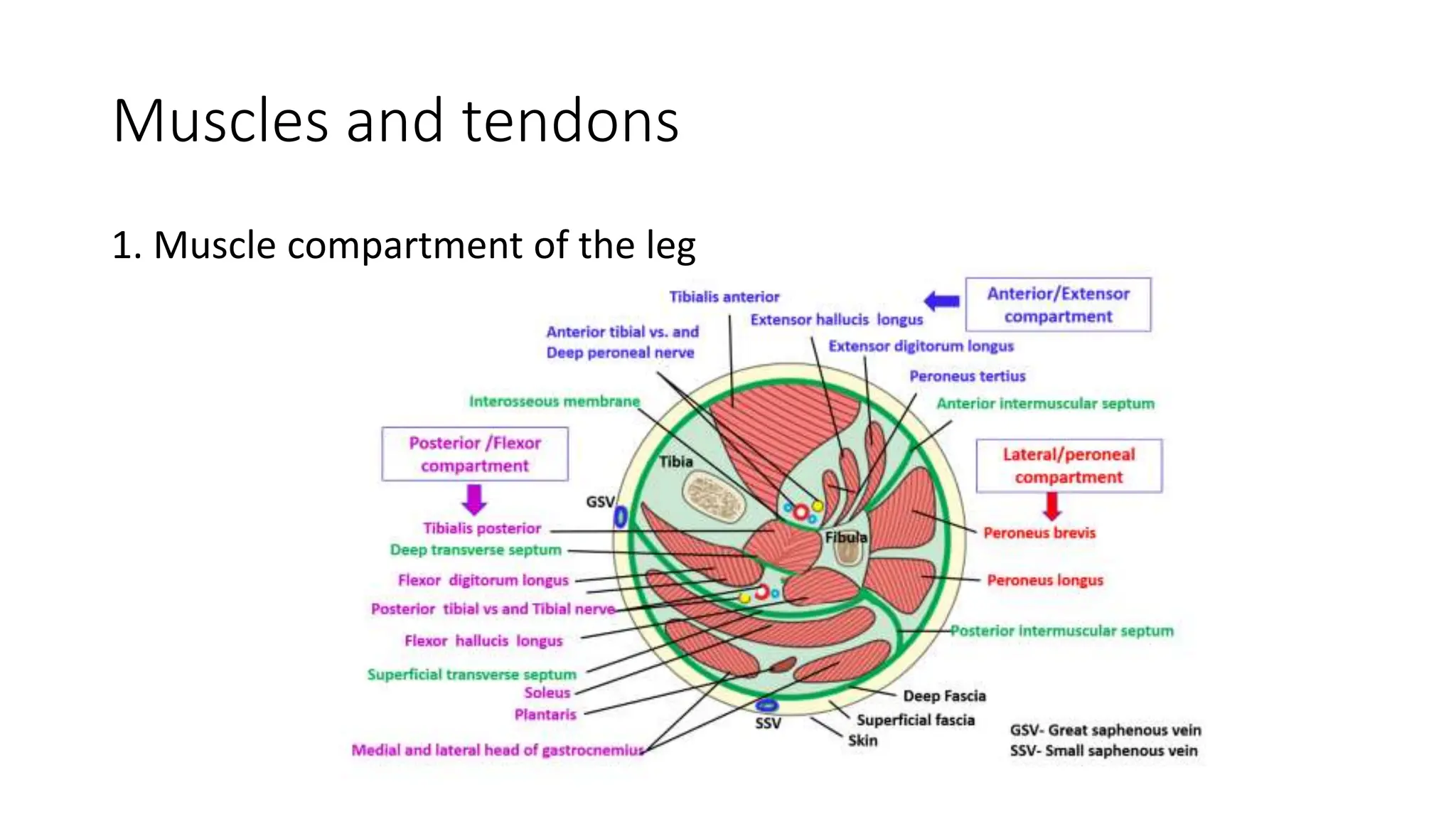 Foot and ankle anatomy & biomechanics.pptx