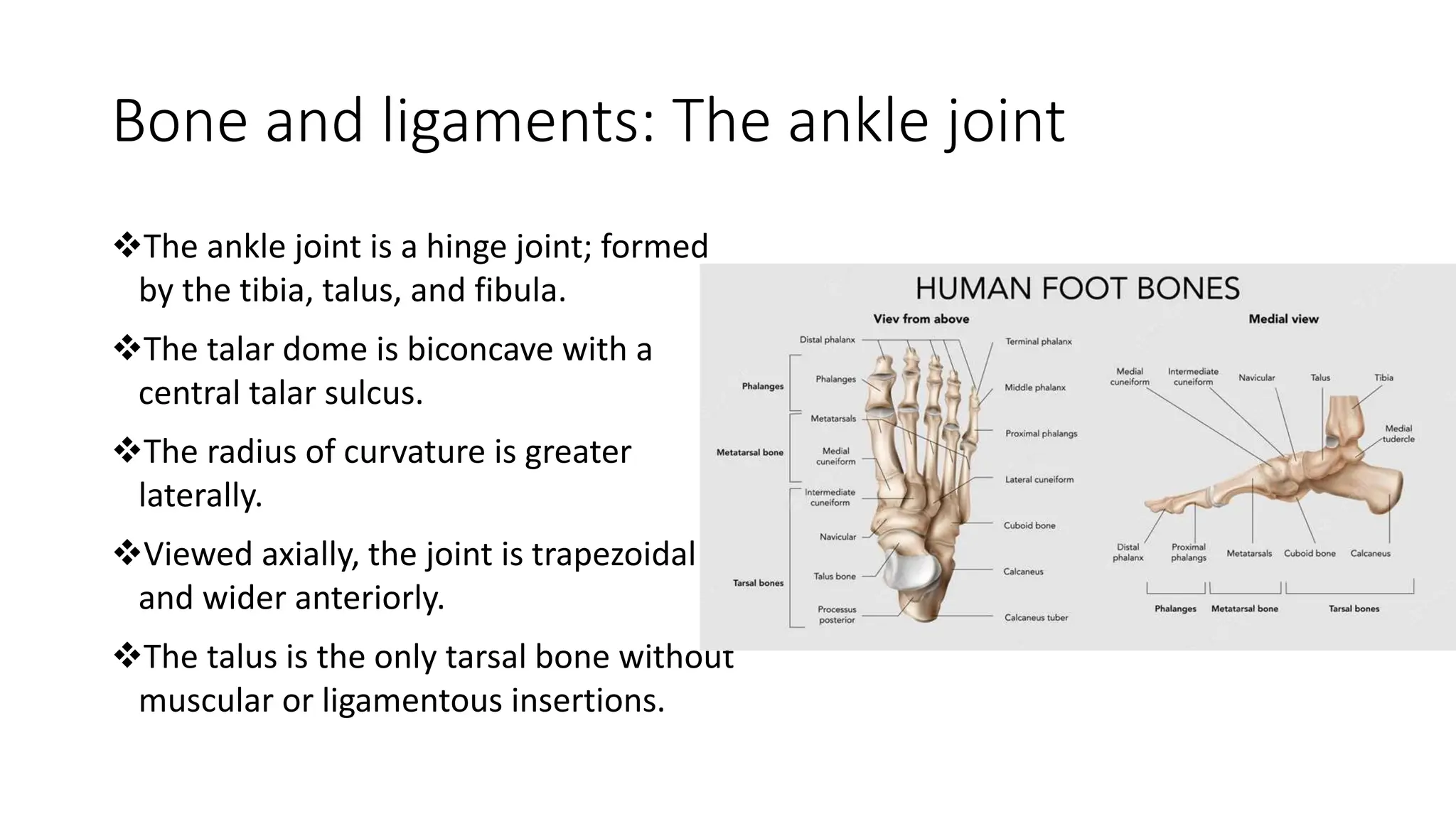 Foot and ankle anatomy & biomechanics.pptx