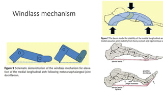 Foot and ankle anatomy & biomechanics.pptx