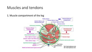 Foot and ankle anatomy & biomechanics.pptx