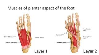 Foot and ankle anatomy & biomechanics.pptx
