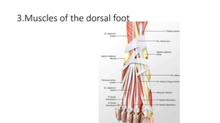 Foot and ankle anatomy & biomechanics.pptx