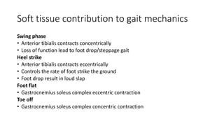 Foot and ankle anatomy & biomechanics.pptx