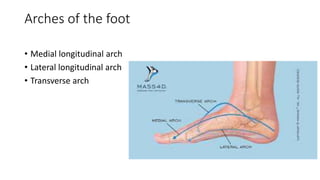 Foot and ankle anatomy & biomechanics.pptx