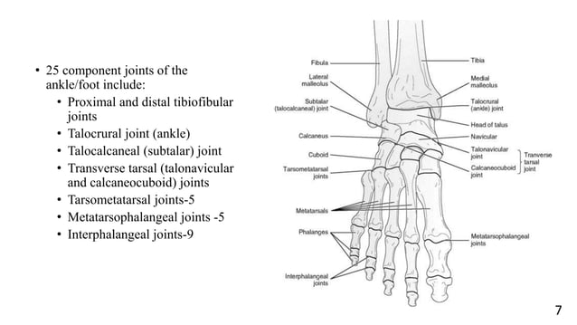 Biomechanics of Foot and Ankle complex, CP orthotic management &Tone ...