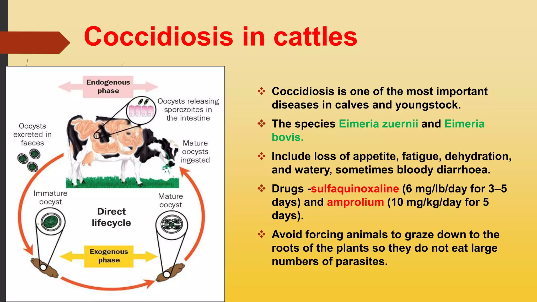 Foot and mouth,coccidiosis disease | PPTX