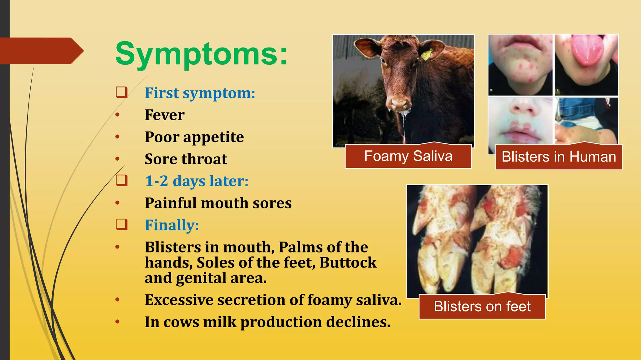Foot and mouth,coccidiosis disease | PPTX