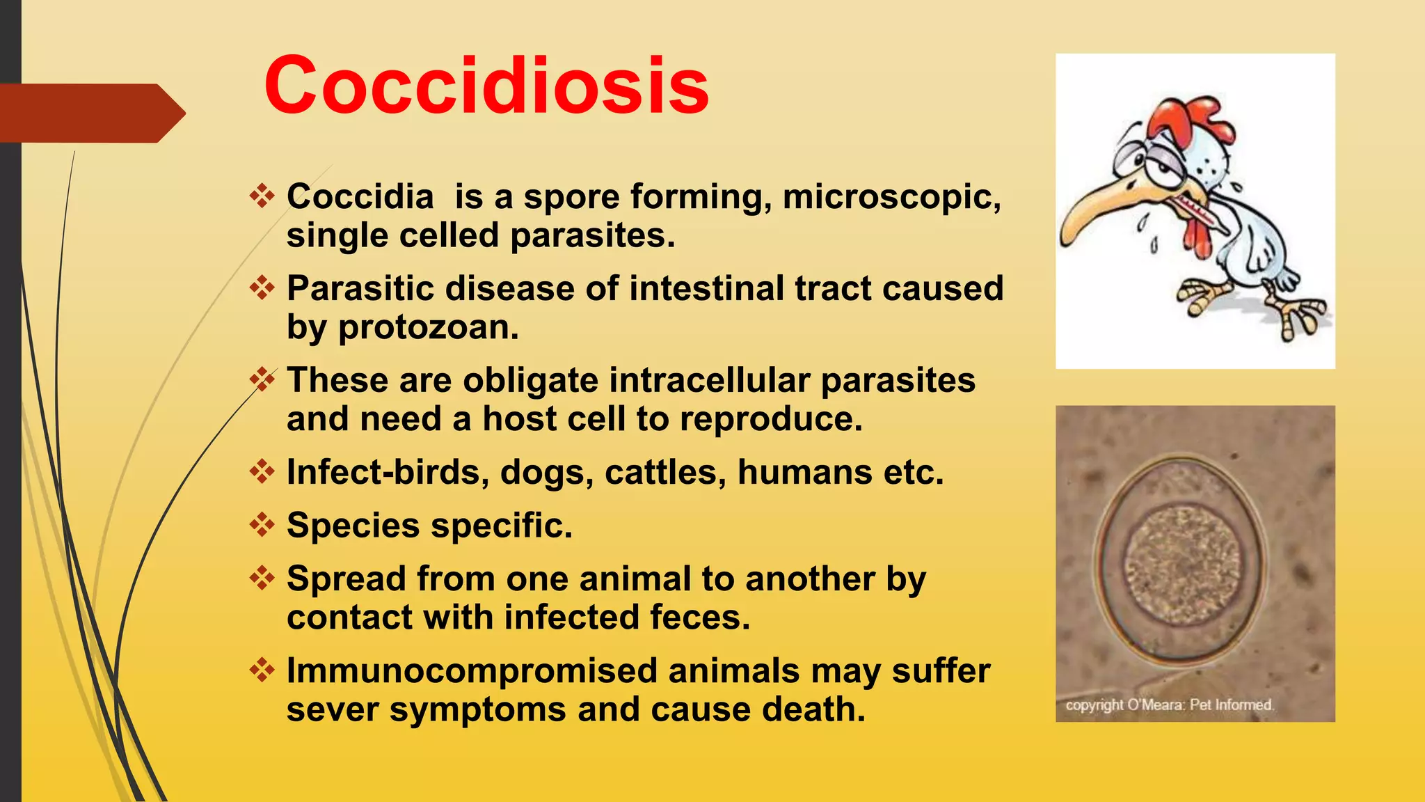 Foot and mouth,coccidiosis disease | PPTX