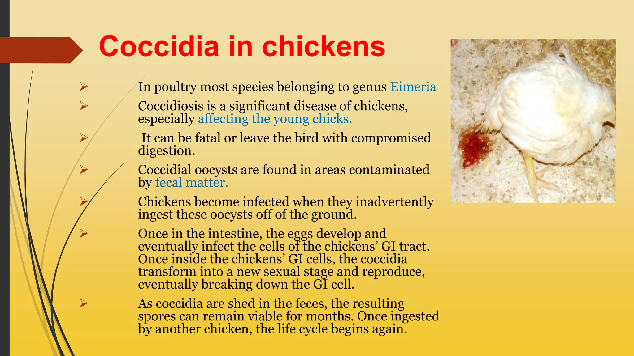 Foot and mouth,coccidiosis disease | PPTX