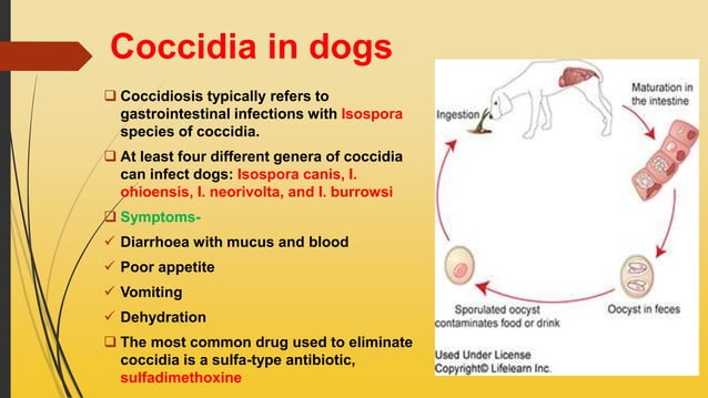 Foot and mouth,coccidiosis disease | PPTX