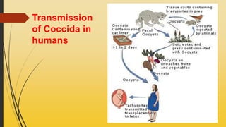 Foot and mouth,coccidiosis disease | PPTX