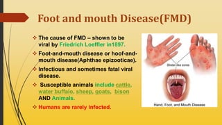 Foot and mouth,coccidiosis disease | PPTX