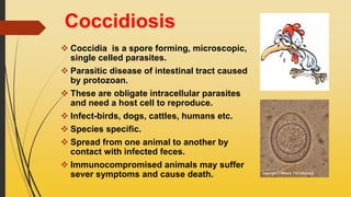 Foot and mouth,coccidiosis disease | PPTX