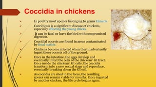 Foot and mouth,coccidiosis disease | PPTX