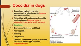 What Are Symptoms Of Coccidia In Dogs