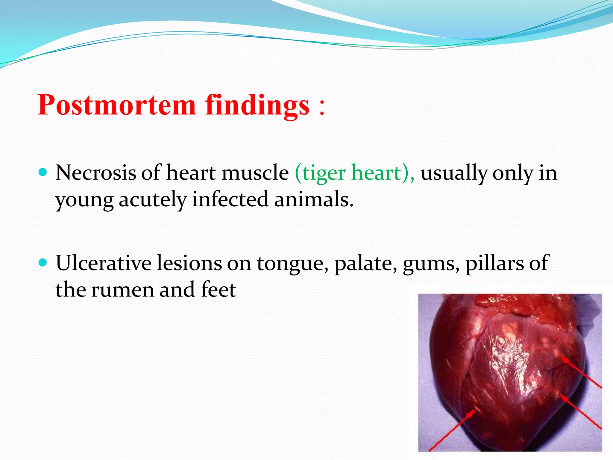 Foot and mouth disease | PPTX