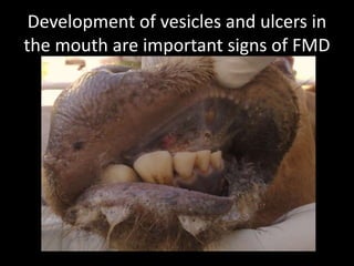 Foot and mouth disease | PPTX
