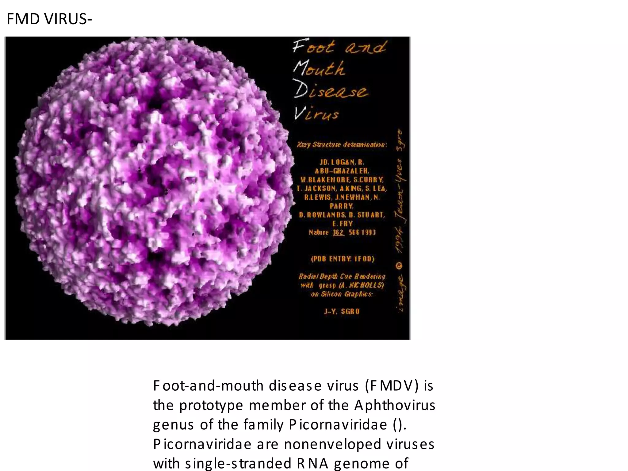 Foot and Mouth Disease .ppt