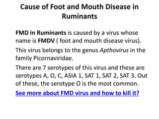 FOOT AND MOUTH DISEASE IN RUMINANTS.pptx