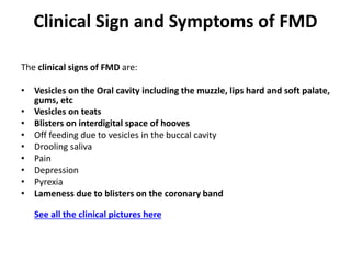 FOOT AND MOUTH DISEASE IN RUMINANTS.pptx