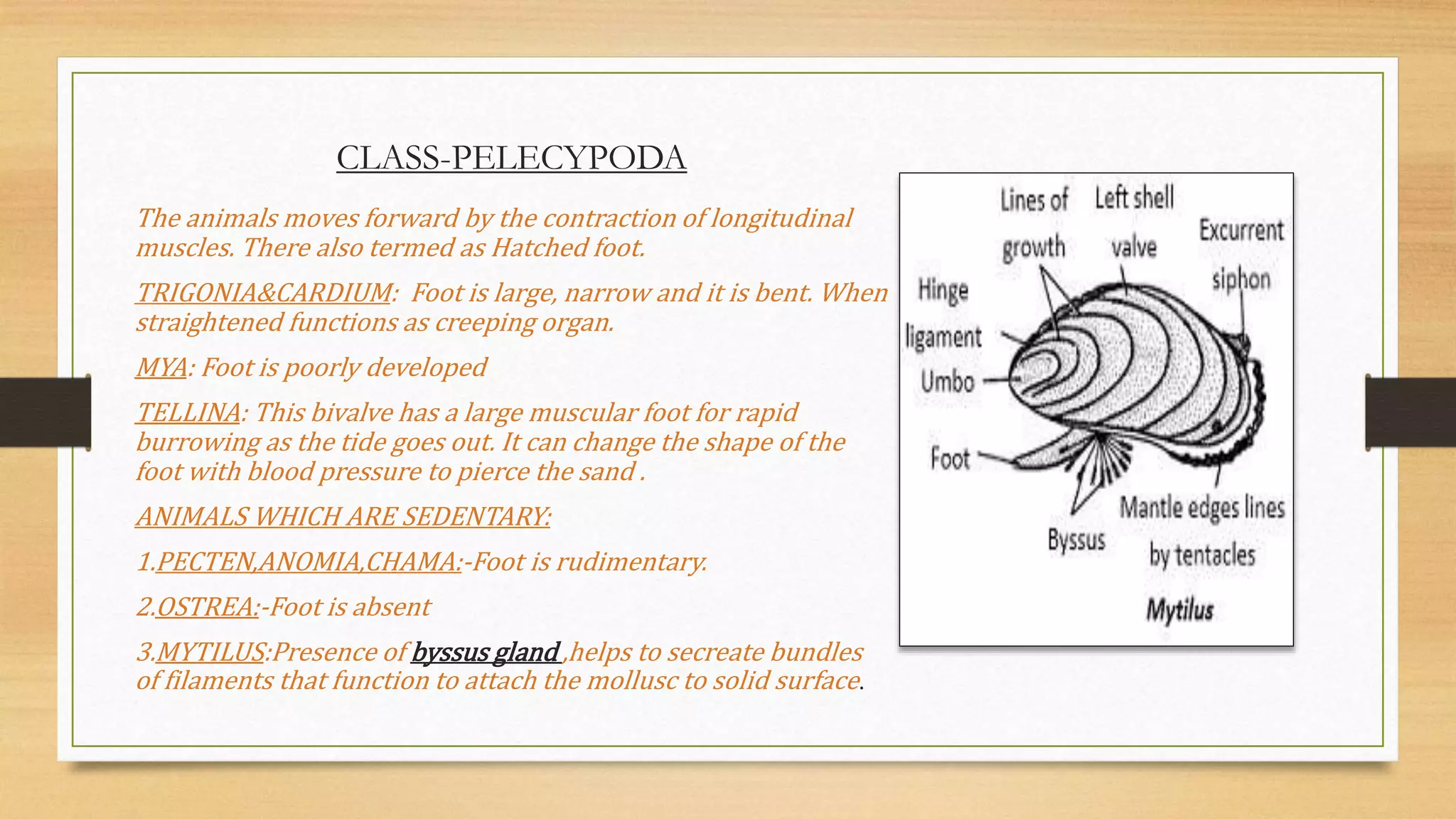 Foot and shell of molluscs | PPTX