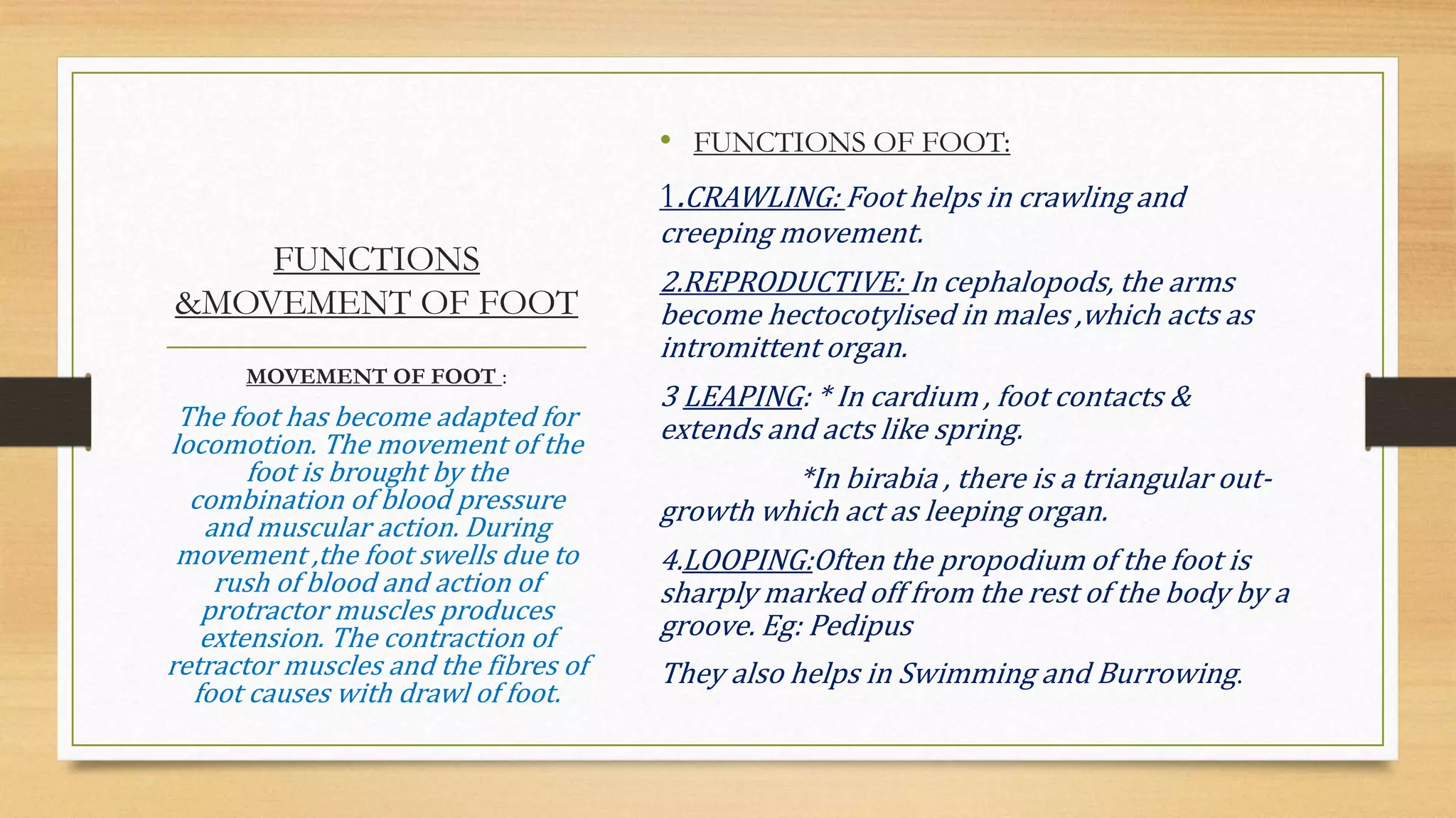 Foot and shell of molluscs | PPTX