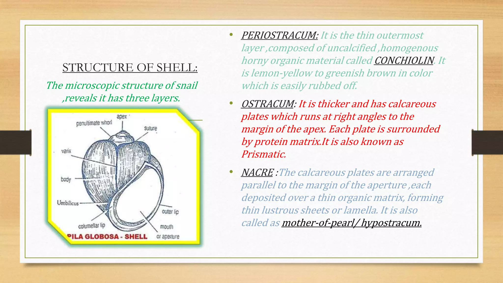 Foot and shell of molluscs | PPTX