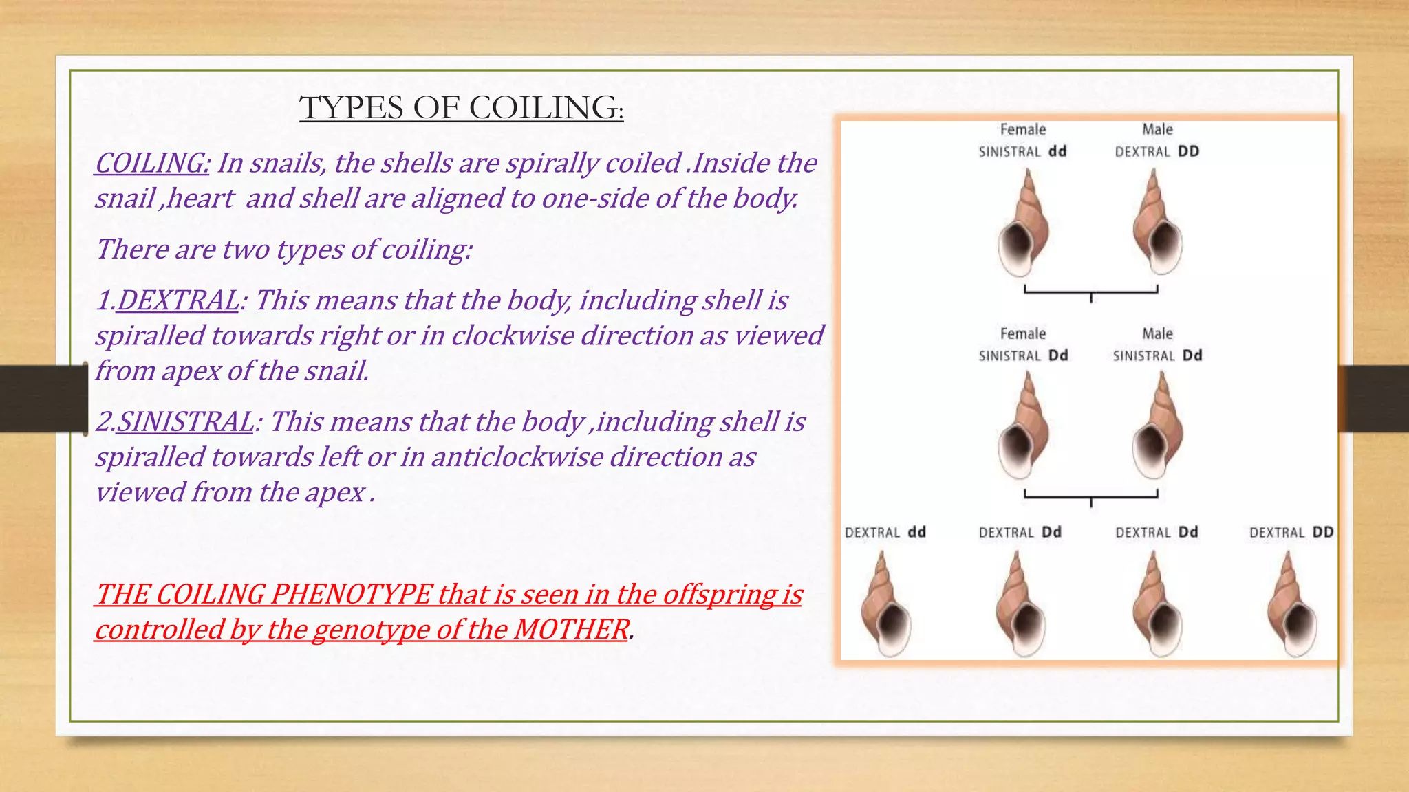 Foot and shell of molluscs | PPTX