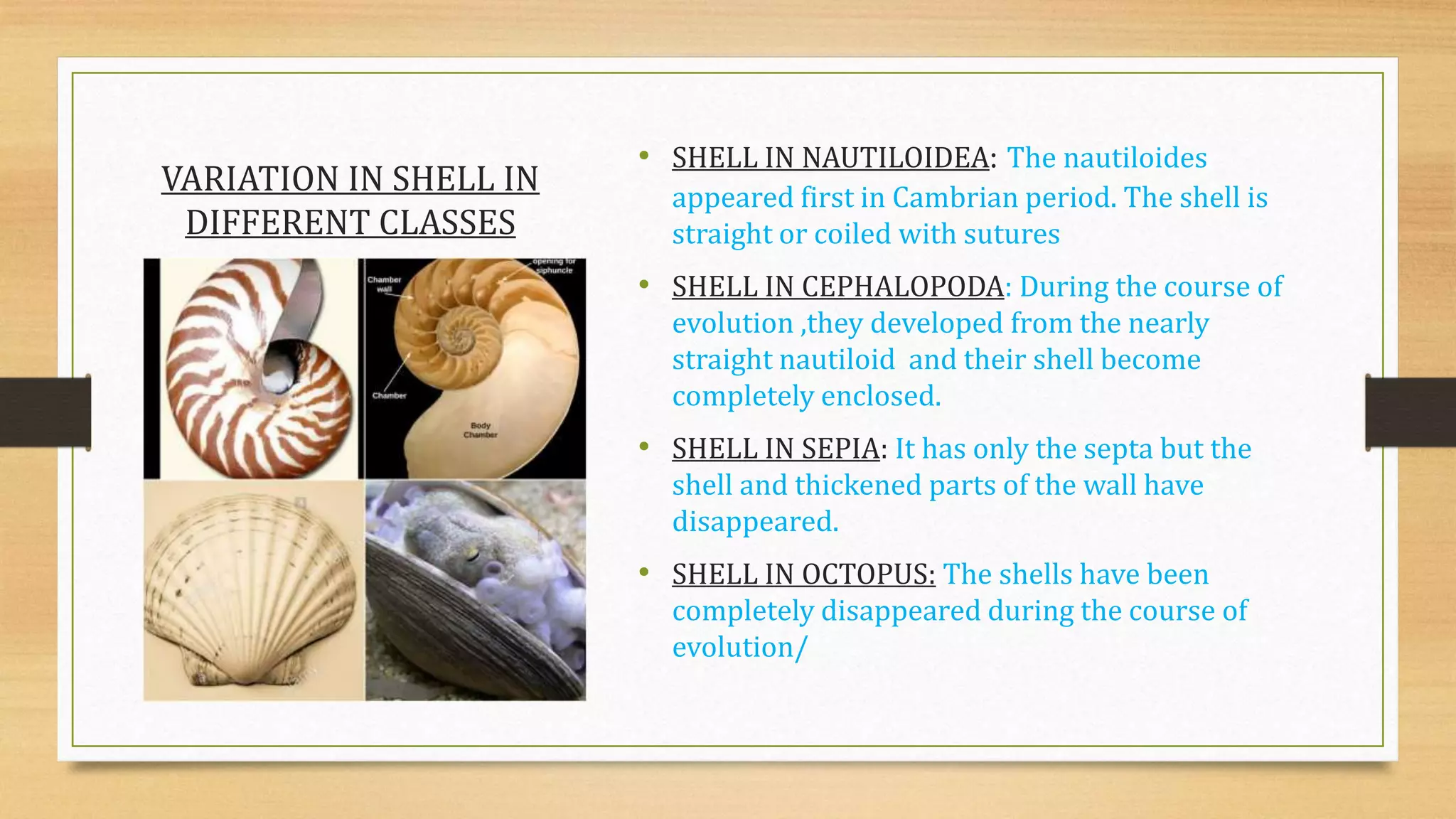 Foot and shell of molluscs | PPTX