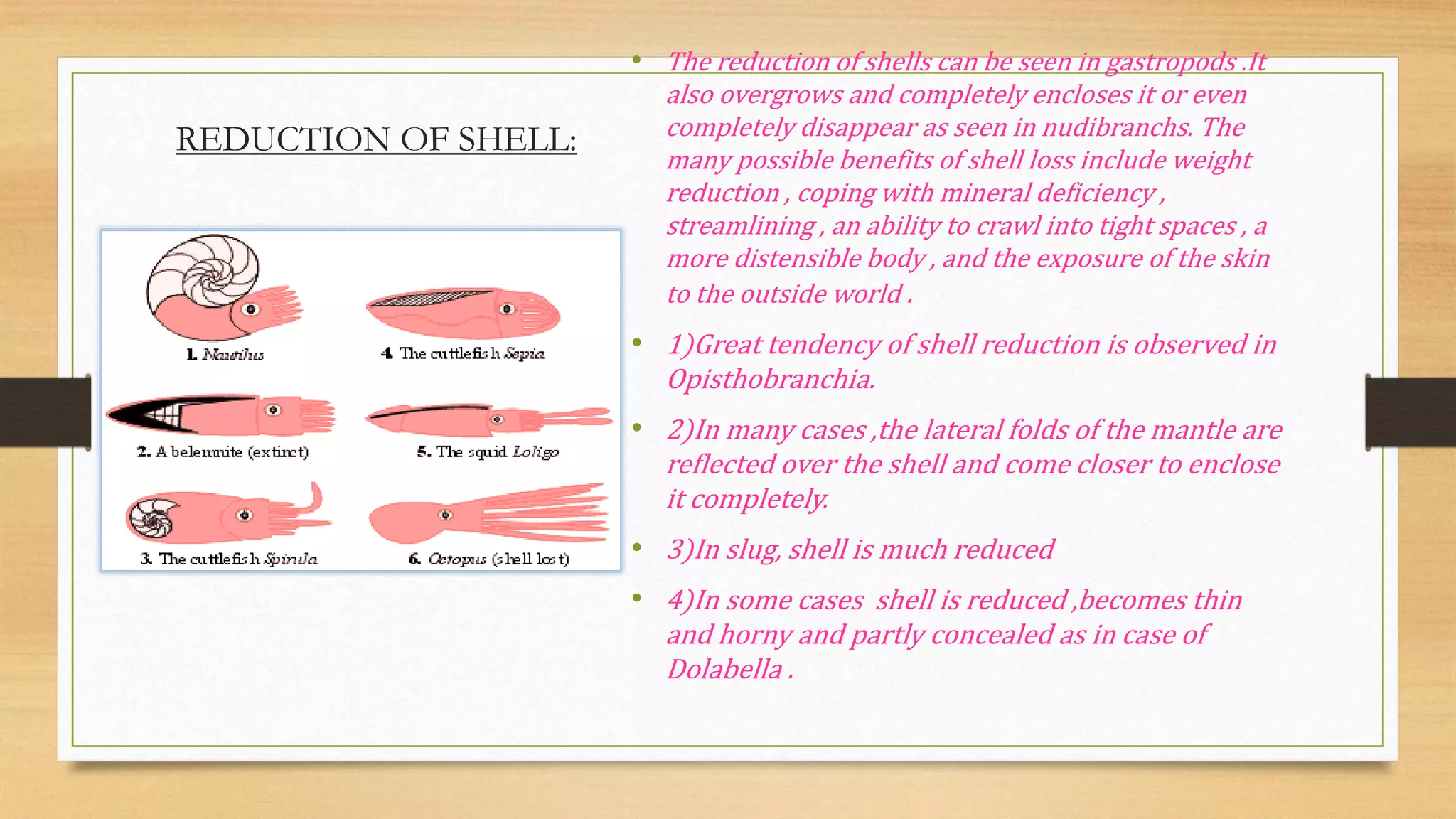 Foot and shell of molluscs | PPTX