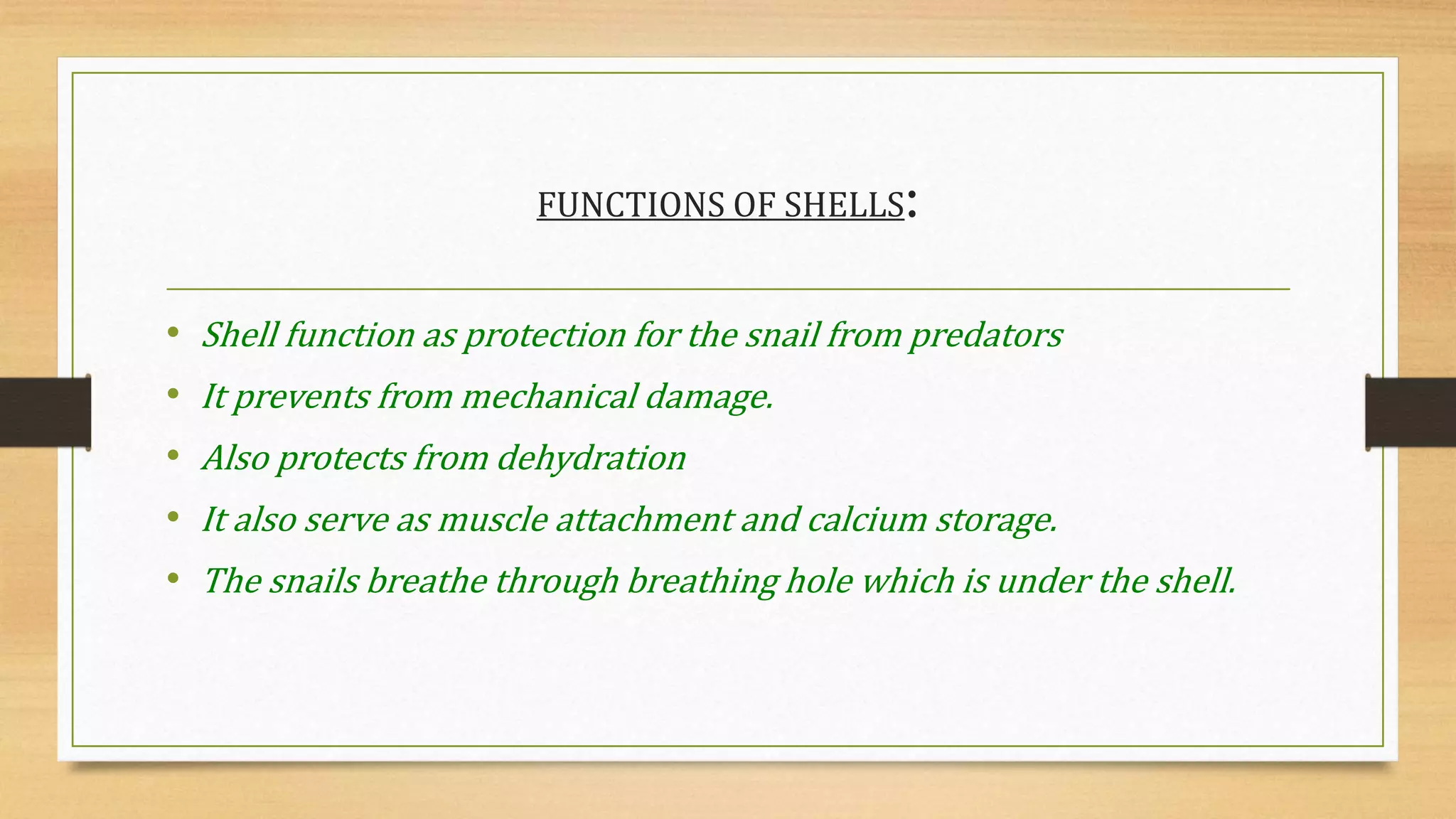 Foot and shell of molluscs | PPTX
